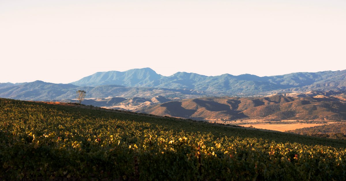 Visit | Wild Diamond Vineyards