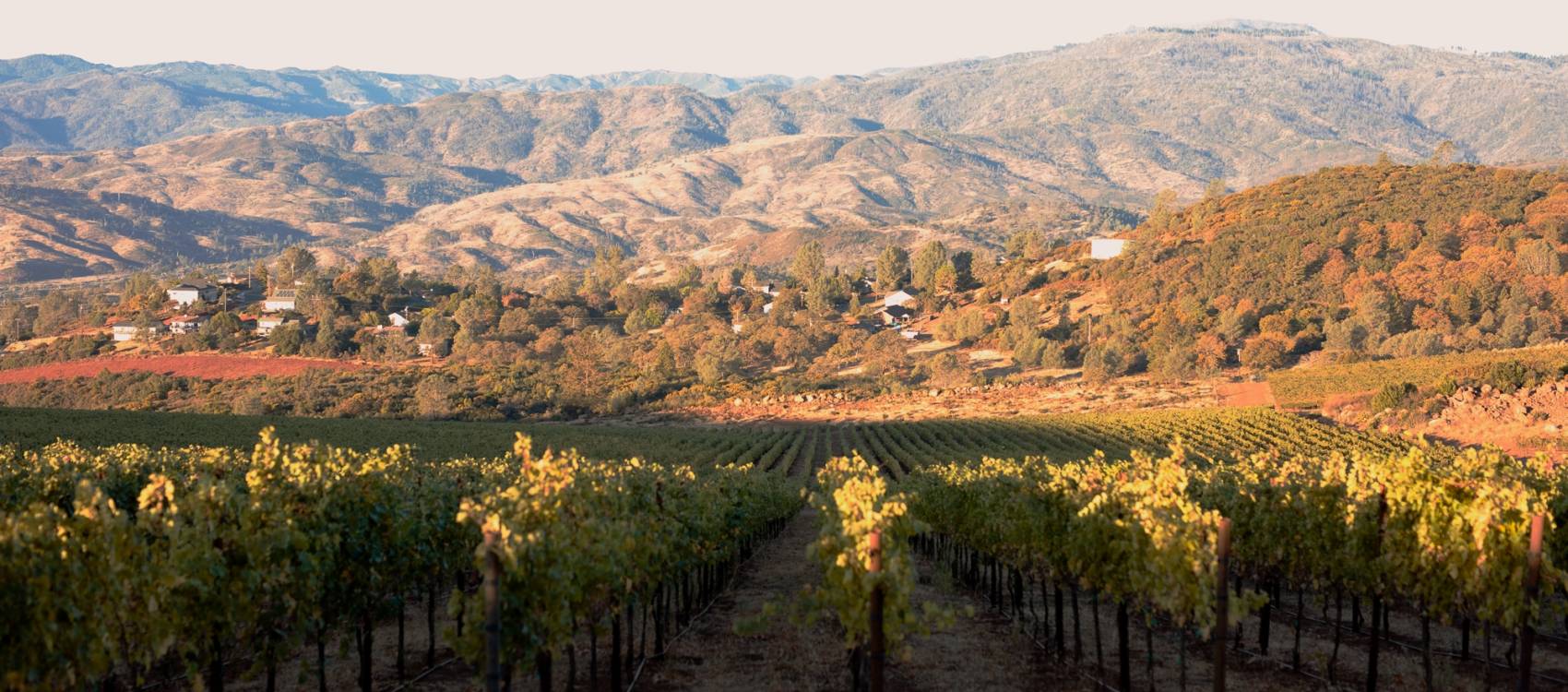 Home | Wild Diamond Vineyards